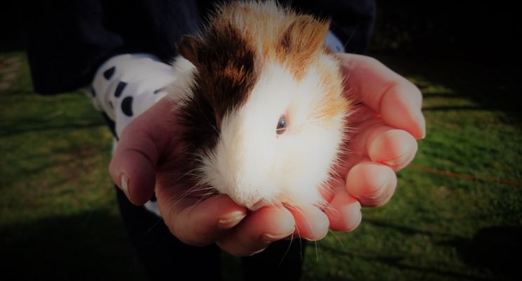 Nouveaux Animaux De Compagnie
