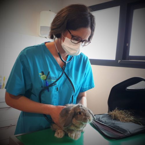 Nouveaux Animaux De Compagnie